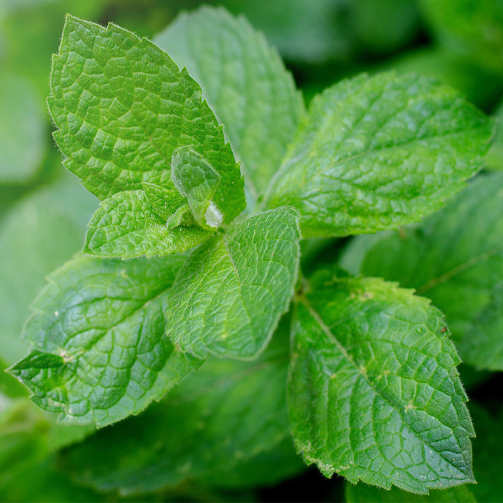 Peppermint Extract – Four Hearts Creations
